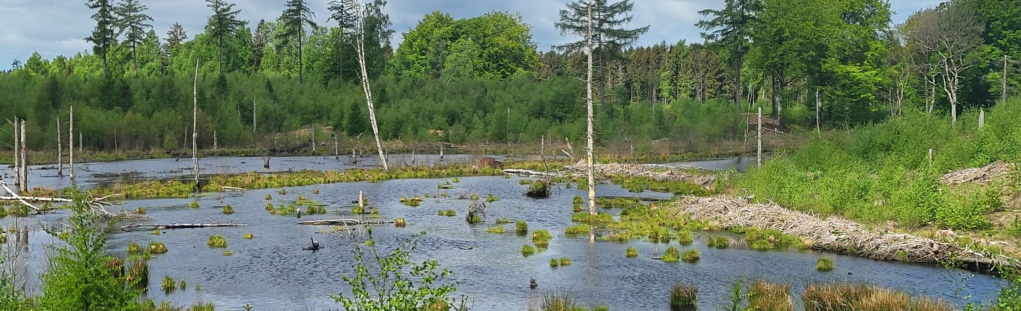 Danstrup Hegn - Gurre Lake Circular: 7 Reviews, Map - Capital Region of ...