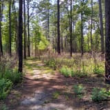 Pitcher Plant Trail, Texas - 230 Reviews, Map | AllTrails