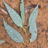 Taggerty River Lookout Loop, Victoria, Australia - 67 Reviews, Map ...