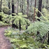 Taggerty River Lookout Loop, Victoria, Australia - 67 Reviews, Map ...