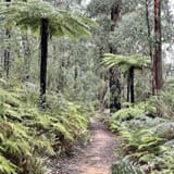 Taggerty River Lookout Loop, Victoria, Australia - 67 Reviews, Map ...