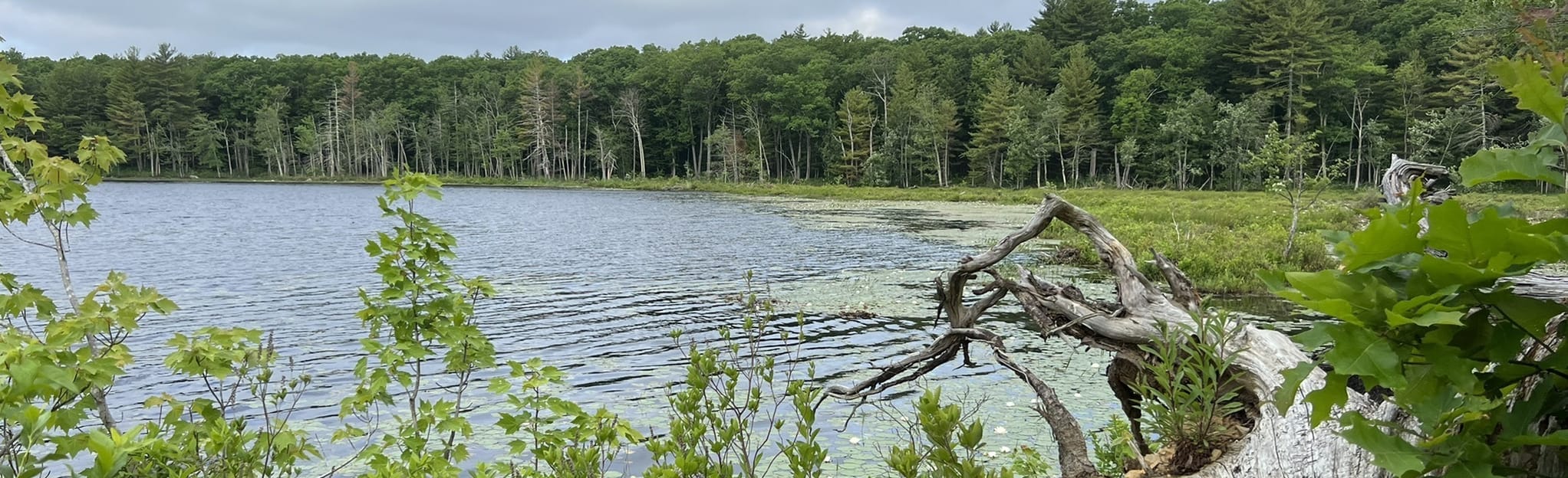 Heronry, Ovenbird, and Chestnut Oak Loop Trail,, Massachusetts - 189 ...