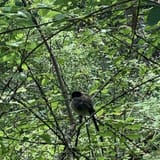 Colliery Dam Loop, British Columbia, Canada - 350 Reviews, Map | AllTrails