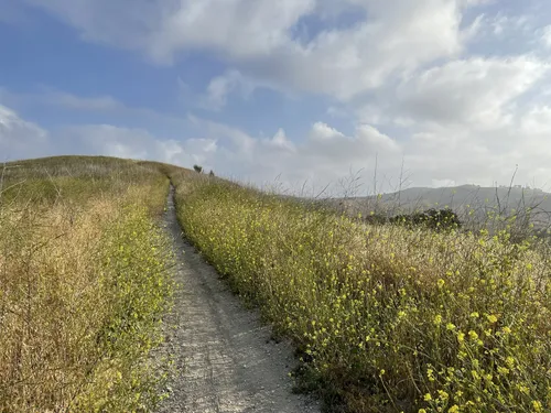 10 Best Hikes and Trails in Cheeseboro/Palo Comado Canyons | AllTrails