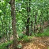 Turkey Bay OHV Trail, Kentucky - 80 Reviews, Map | AllTrails