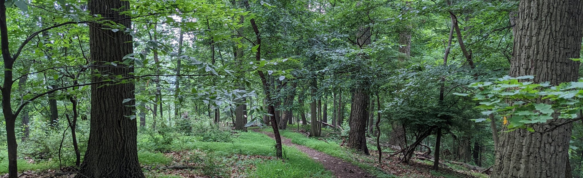 Airdrie Forest Preserve East: 71 Reviews, Map - Pennsylvania | AllTrails