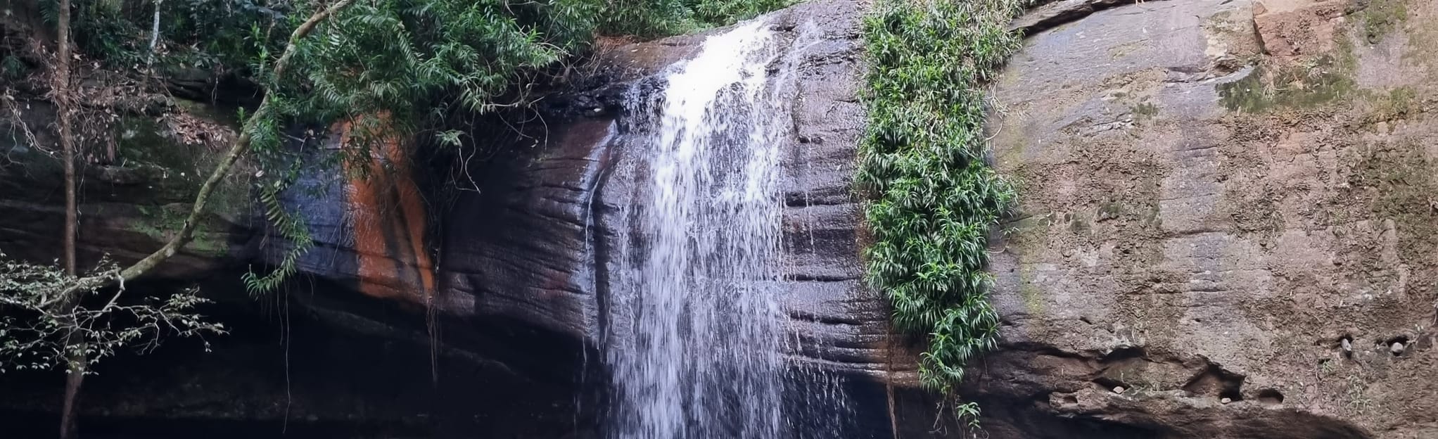 Buderim Falls Circuit: 87 Reviews, Map - Queensland, Australia | AllTrails