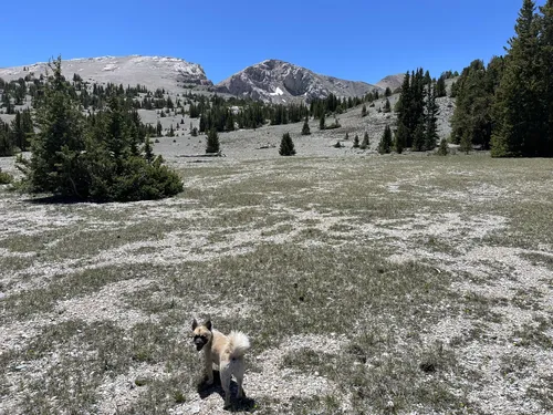 Best Hikes and Trails in Mt. Moriah Wilderness | AllTrails