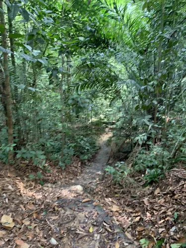 Best Hikes and Trails in Bukit Panchor State Park | AllTrails