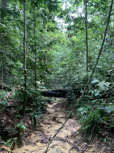 Best Hikes and Trails in Bukit Panchor State Park | AllTrails