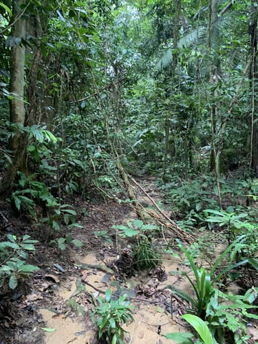 Best Hikes and Trails in Bukit Panchor State Park | AllTrails