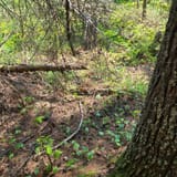 Lost '40' Trail, Minnesota - 158 Reviews, Map | AllTrails