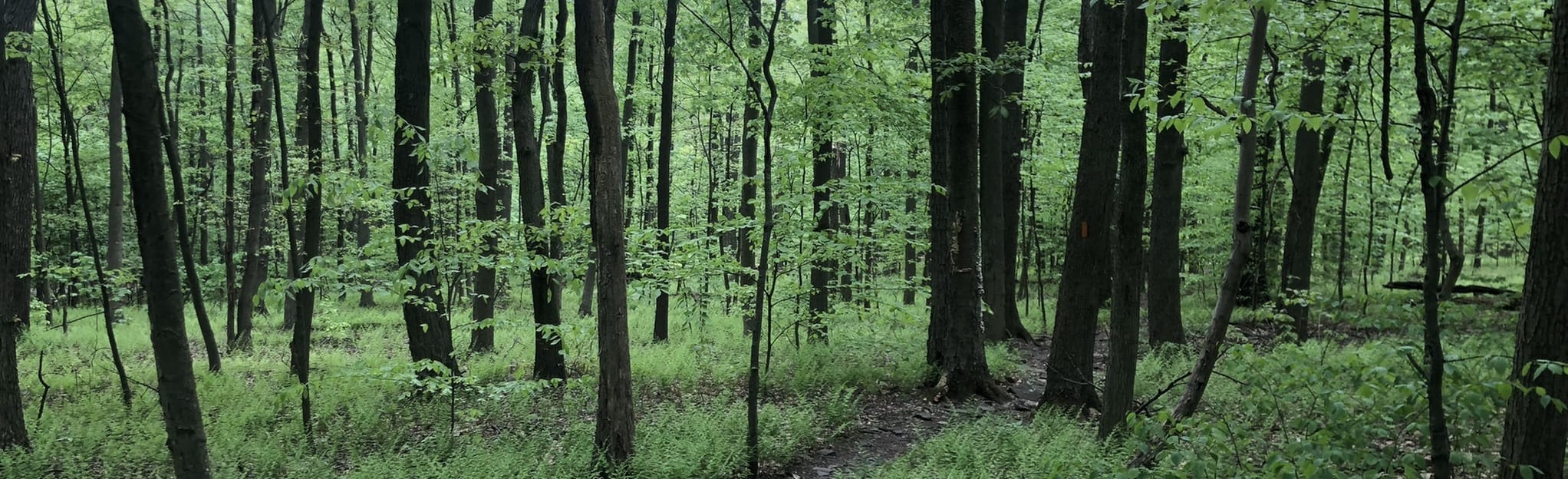 Lambs Gap Loop: 27 Reviews, Map - Pennsylvania | AllTrails