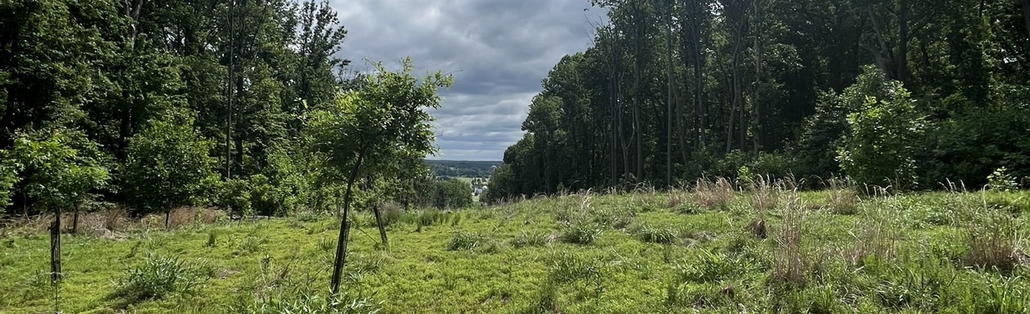 Loggers, S. James Campbell, and Ivy Hill Trail Loop: 485 Reviews, Map ...