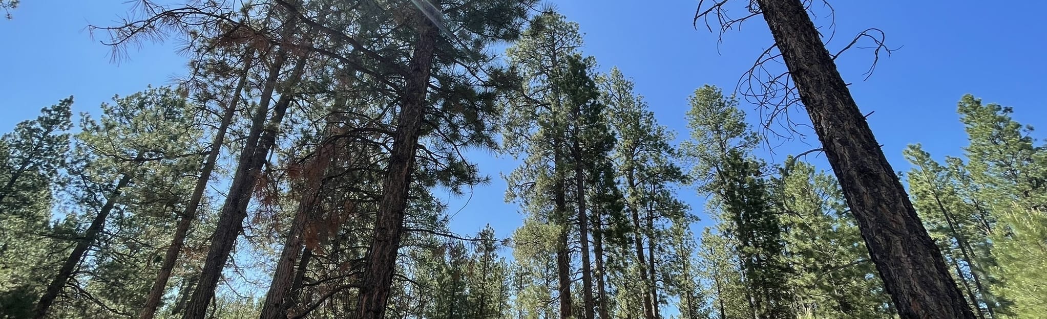 Jacob Lake Trail: 64 Reviews, Map - Arizona | AllTrails