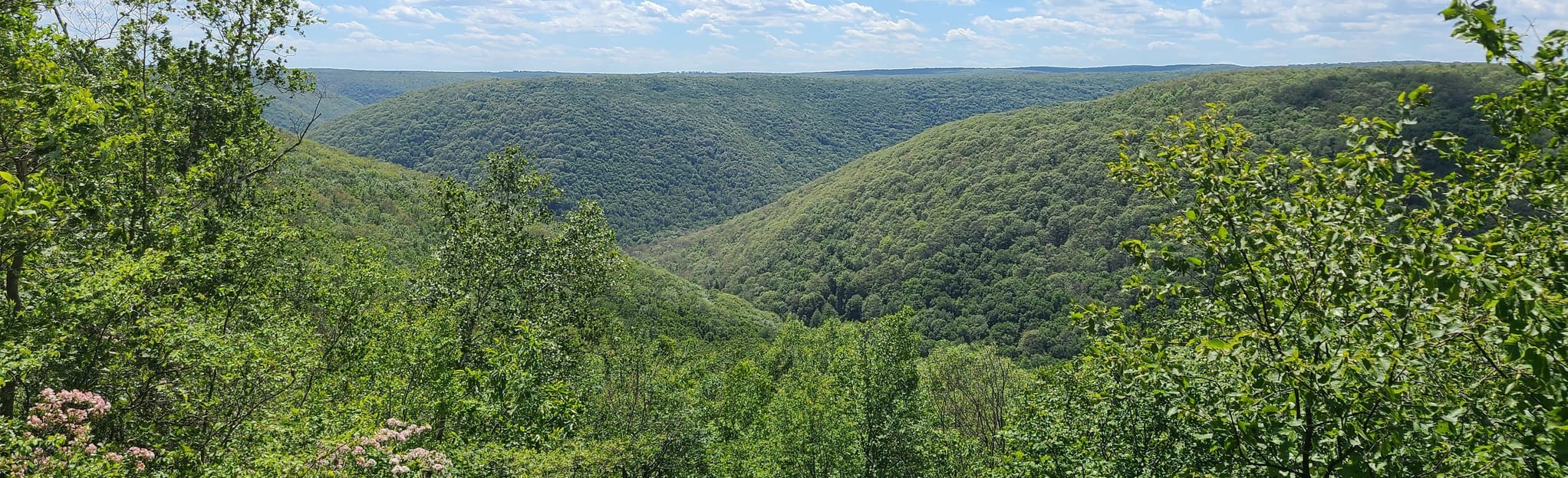 Black Forest North Loop Trail, 898 Fotos - Pennsylvania | AllTrails