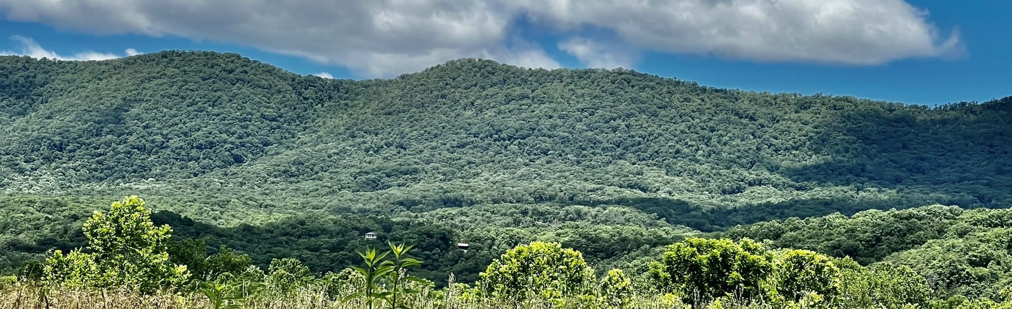 Cullers to Bear Bottom Loop, Virginia - 126 Reviews, Map | AllTrails