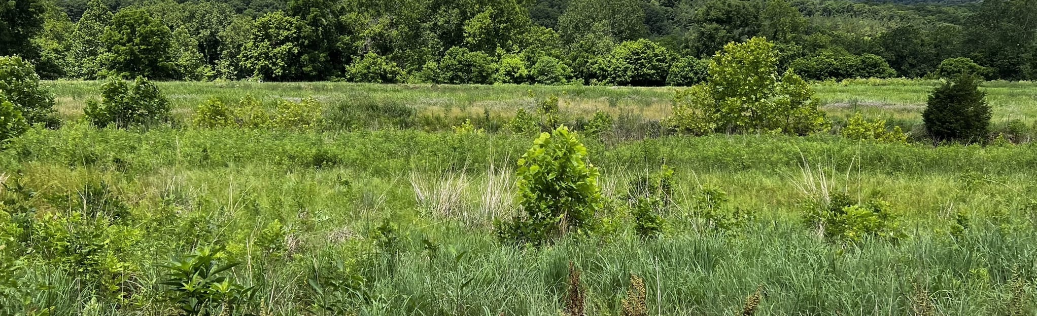 River Trail Easy and Culler's Trail Double Track Loop, Virginia - 65 ...
