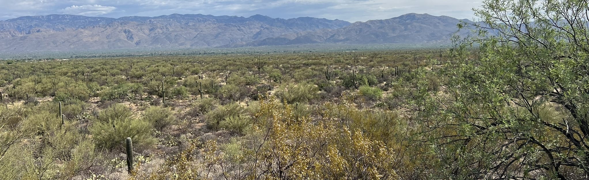 Cactus Forest Loop Drive: 300 Reviews, Map - Arizona | AllTrails