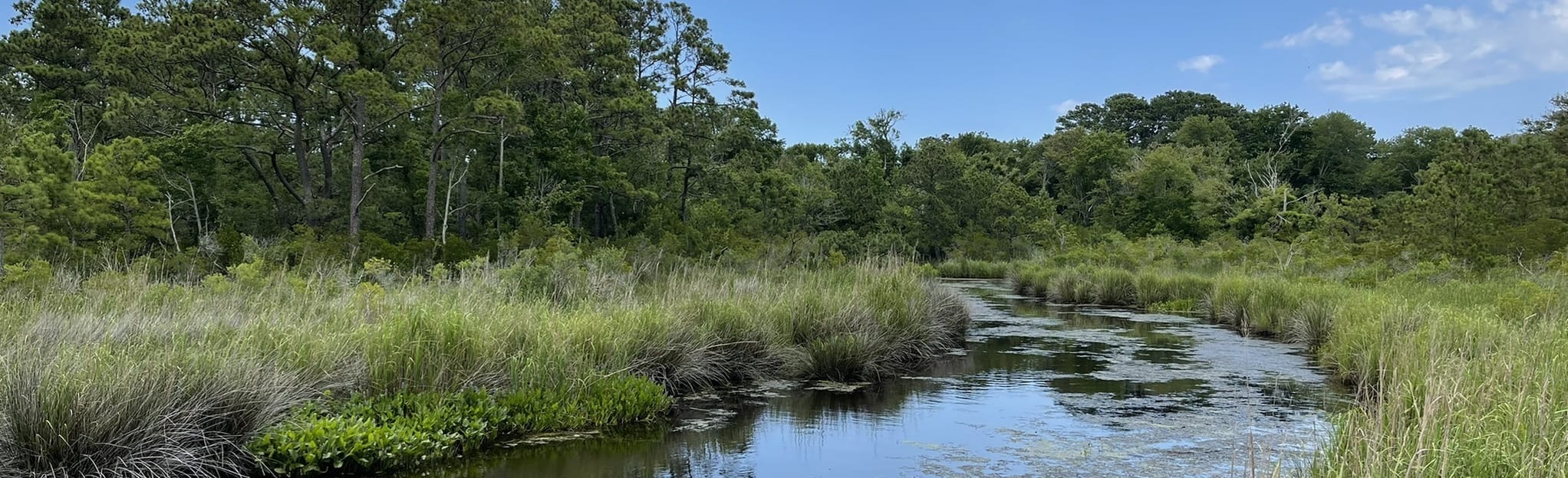 Currituck Banks Boardwalk Trail, North Carolina - 29 Reviews, Map ...