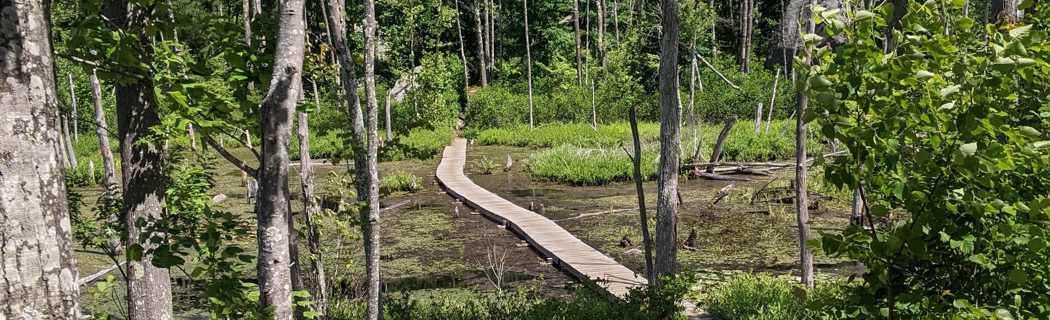 Red Maple Swamp Trail : 171 Photos - Massachusetts | Randonnée | AllTrails