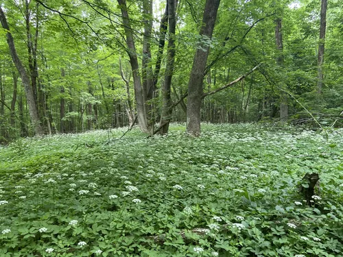 10 Best Walking Trails in Worcester | AllTrails