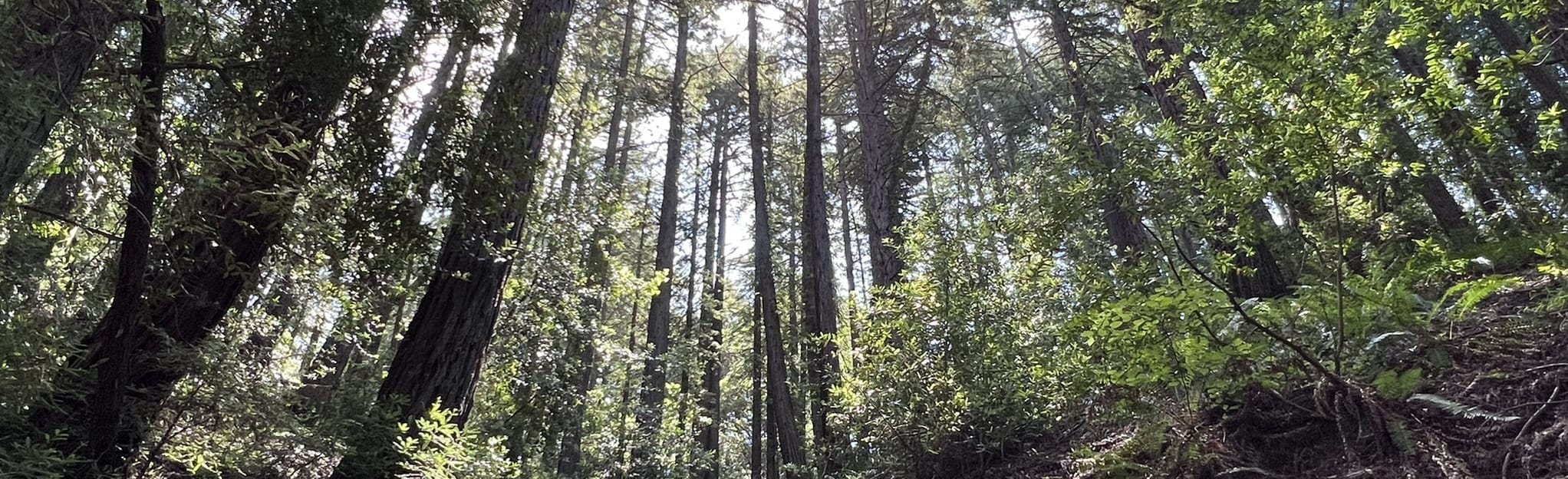Sunset, Sequoia Bayview, Cinderella, and Sinawik Loop, California ...