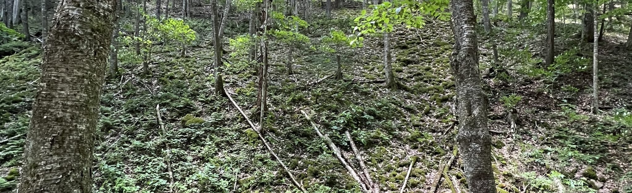 Locust Spring Loop, Virginia - 14 Reviews, Map | AllTrails