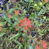 Lake Constance Trail, Washington - 191 Reviews, Map | AllTrails