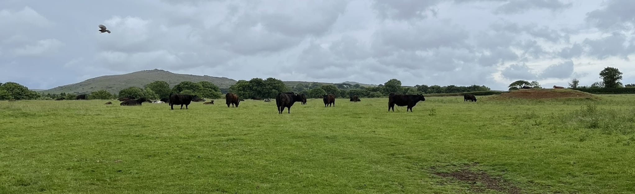 Belstone and Sticklepath Circular: 27 Reviews, Map - Devon, England ...