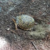 Marl Ravine Trail, Virginia - 52 Reviews, Map | AllTrails