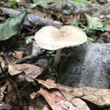 Mooween State Park Loop , Connecticut - 387 Reviews, Map | AllTrails