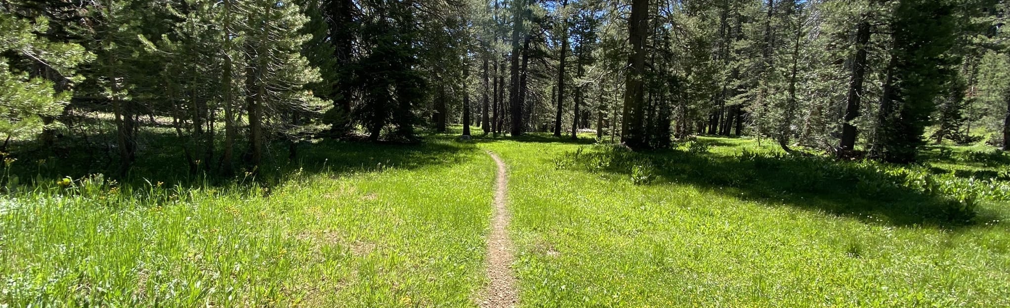 Tahoe Rim, Hanes Flat, Hello Kitty, Dirks, and Watson Creek Trail Loop ...