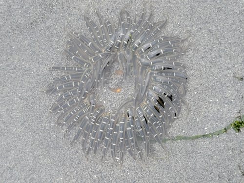 Best Hikes and Trails in Point No Point Lighthouse and Park | AllTrails