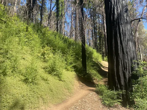 10 Best Trails and Hikes in Santa Cruz | AllTrails