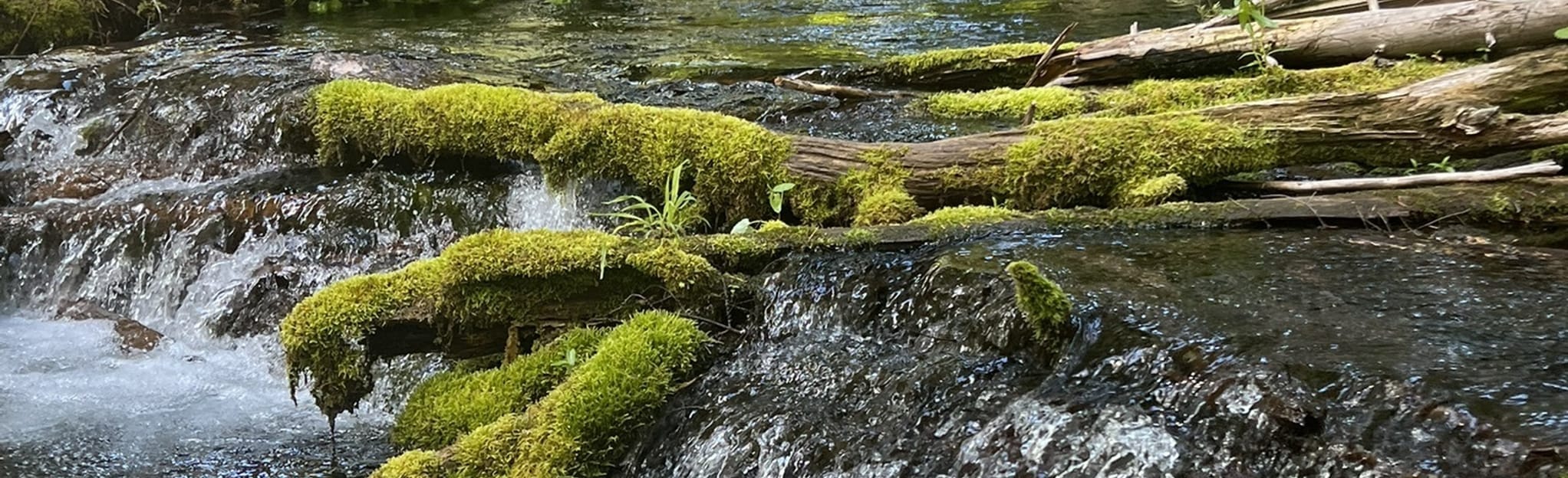 Jack Creek Trail, Oregon - 16 Reviews, Map | AllTrails
