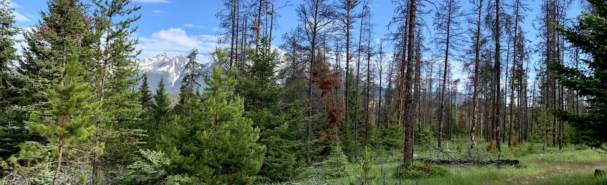 Woodpecker Trail, Saskatchewan, Canada - 43 Reviews, Map | AllTrails
