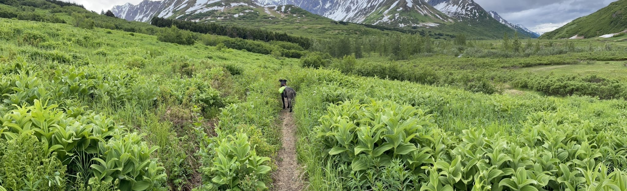 Johnson Pass to Bench Lake: 14 Reviews, Map - Alaska | AllTrails