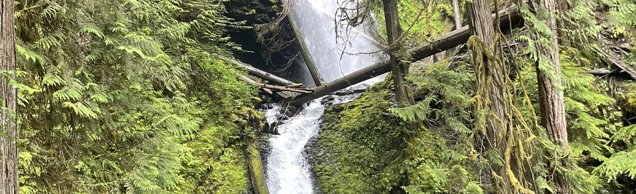 Murhut Falls Trail: 818 Reviews, Map - Washington | AllTrails