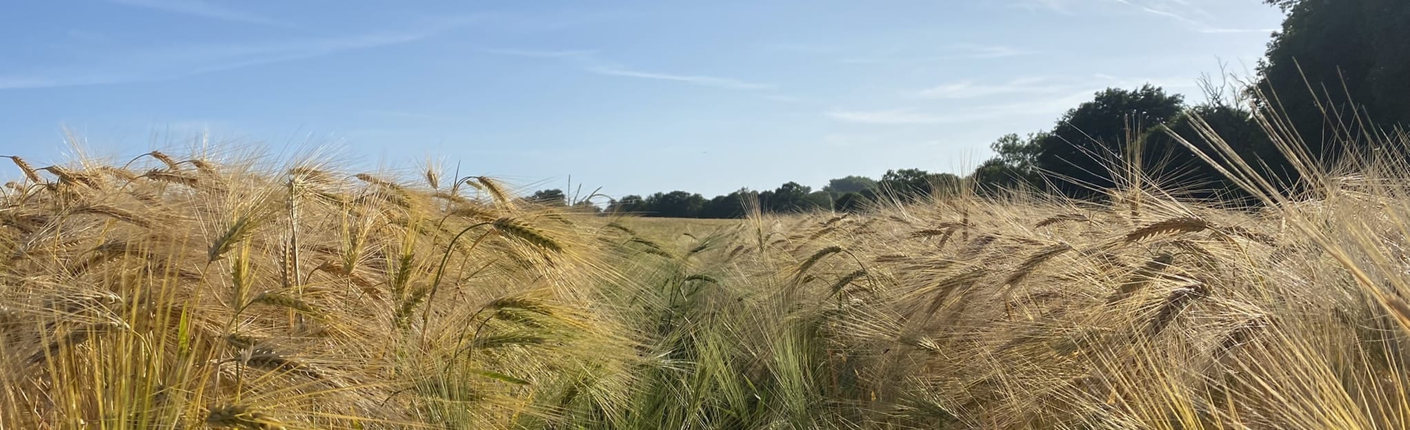 Mill Green and Fryerning Circular: 35 Fotos - Essex, England | AllTrails