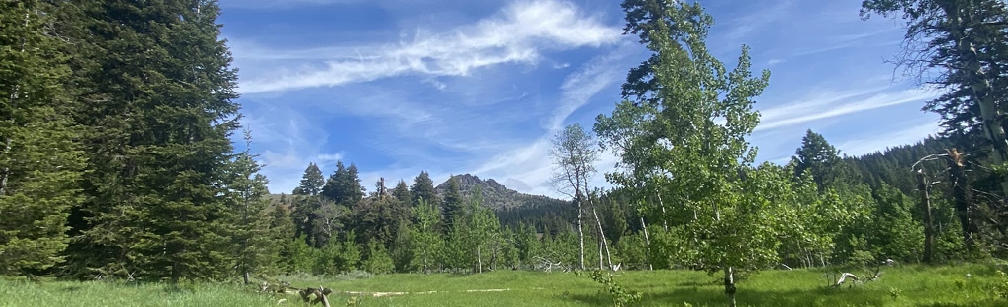 Cedar Creek Trail: 41 Reviews, Map - California | AllTrails