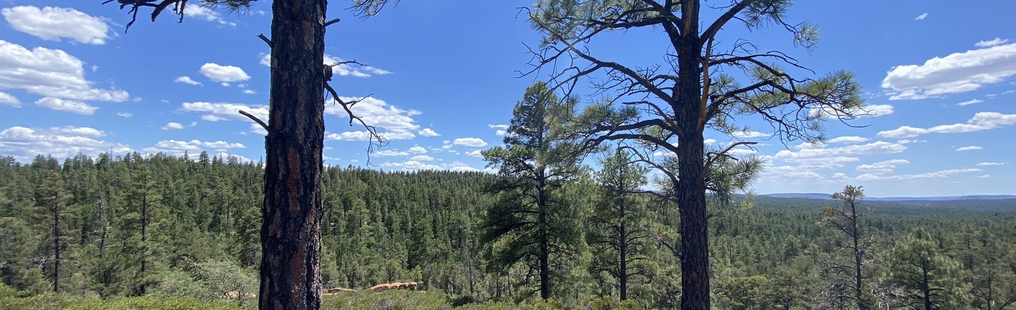 Mogollon Rim Interpretive Trail | Map, Guide - Arizona | AllTrails