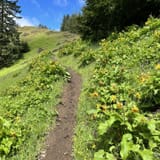 Tire Mountain Trail, Oregon - 149 Reviews, Map | AllTrails