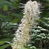 Tree Top Nature Trail, Alabama - 325 Reviews, Map | AllTrails