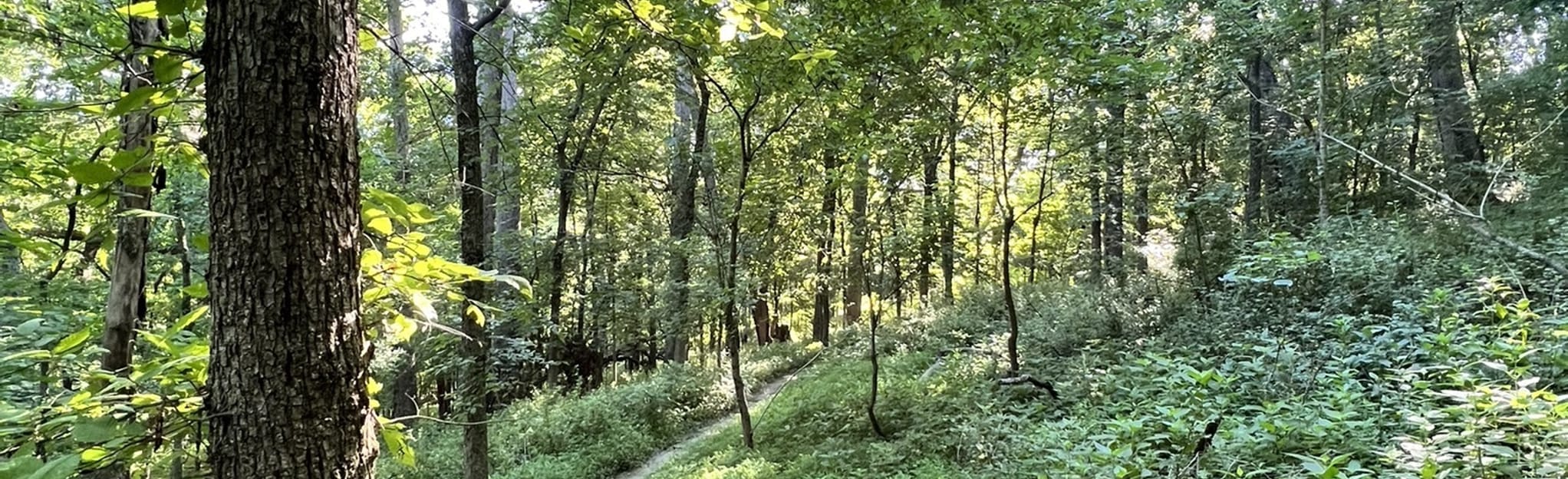 Phantom Forest Loop, Missouri - 197 Reviews, Map | AllTrails
