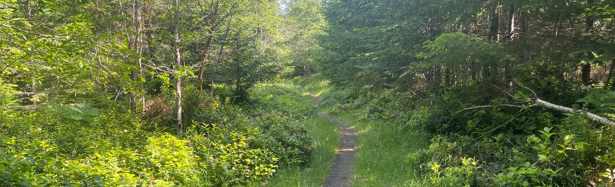 Wilkinson Way Loop, British Columbia, Canada - 18 Reviews, Map | AllTrails