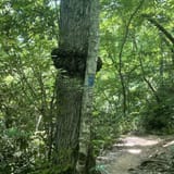 Explorer Loop, North Carolina - 357 Reviews, Map | AllTrails