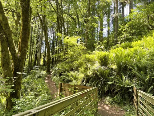 10 Best Hikes and Trails in Capitol State Forest | AllTrails