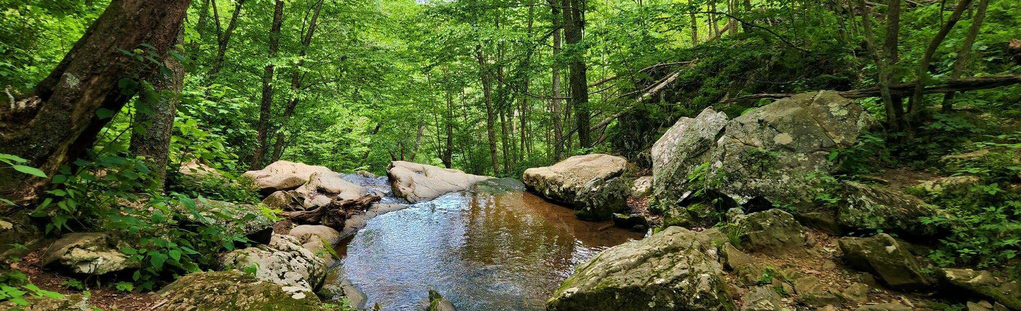 Rose River Fire Road - Virginia | AllTrails