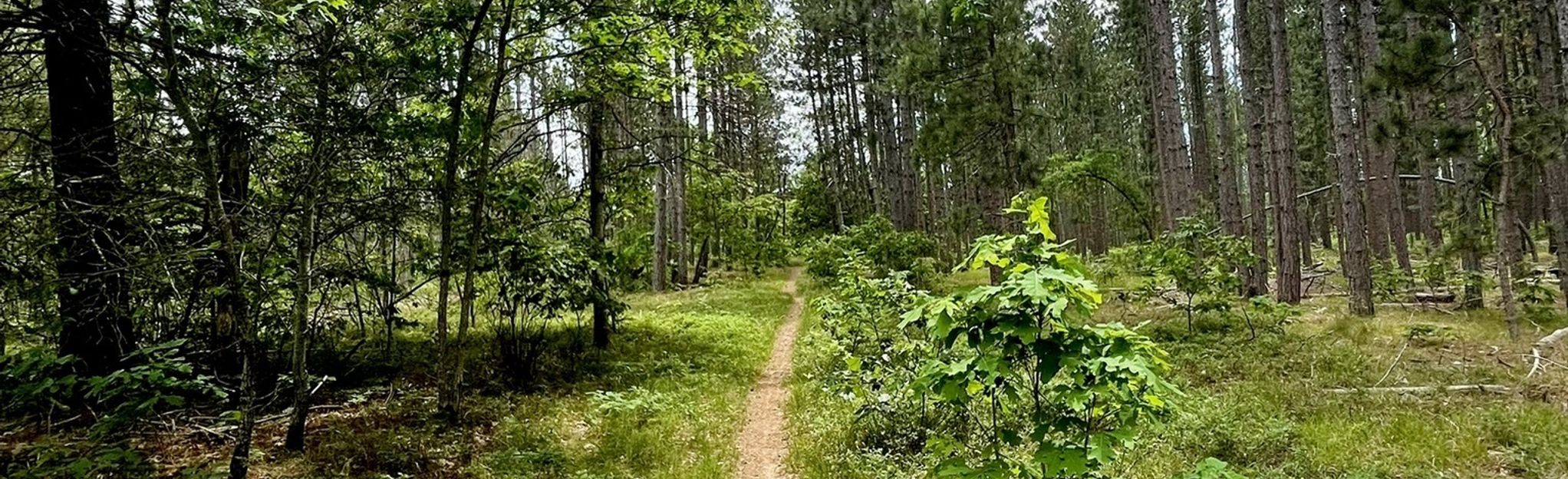 North Country Trail Manistee River Spur, Michigan - 97 Reviews, Map ...